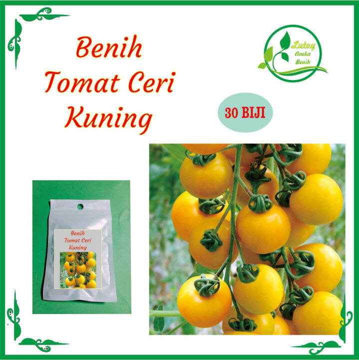 BENIH TOMAT CERI KUNING ISI 30 BIJI | Lazada Indonesia