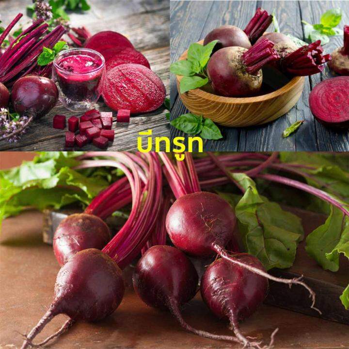 เมล็ดพันธุ์ บีทรูท (Beetroot) 100 เมล็ด ปลูกง่าย ปลูกได้ทั่วไทย ...