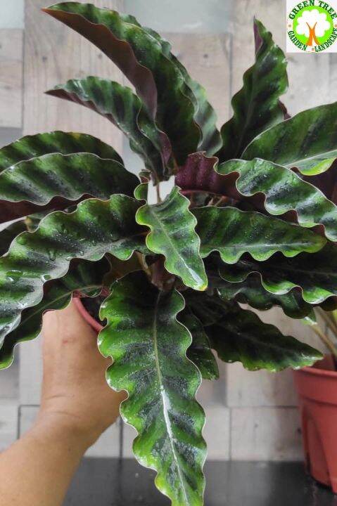 INDOOR PLANT - Calathea Gandersii / Goeppertia Gandersii 锦绣竹芋 for HOME ...