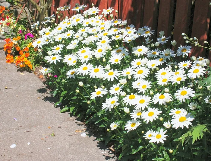 Silver Princess Shasta Daisy (200 seeds) ดอกเดซี่ ซิลเวอร์ปริ้นเซส (200 ...