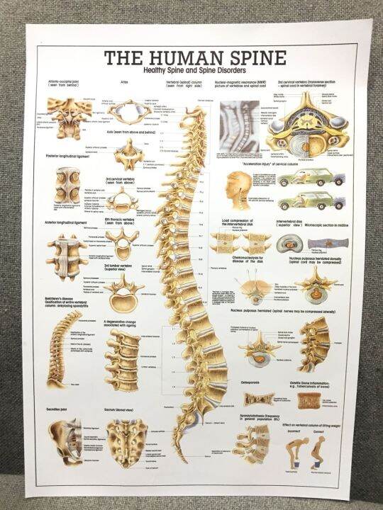 Hospital human anatomy chart chart human spine vertebra cervical human ...