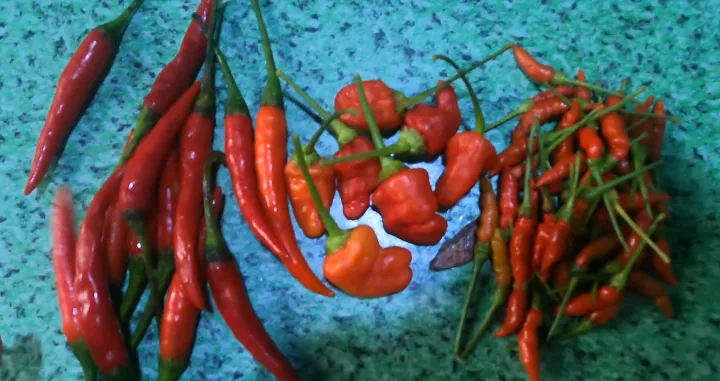 Labuyo Seeds / Kinalabaw Seeds / Taiwan Pepper Seeds + freebies | Lazada PH