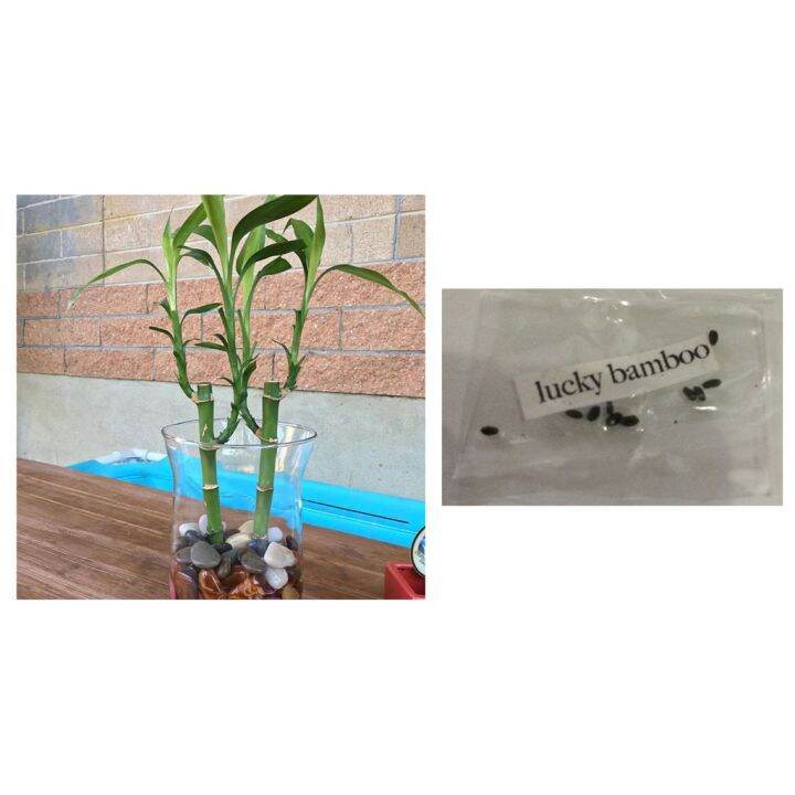 50 Seeds (buy 2 get 1 free) Lucky Bamboo Feng Shui Plant for Sale Easy ...