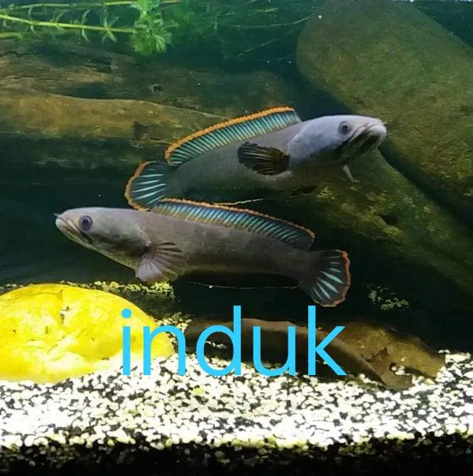 MALE OR FEMALE CHANNA LIMBATA JUNIOR 1.5 - 2.5 INCH ( ADA FREE GIFT ...