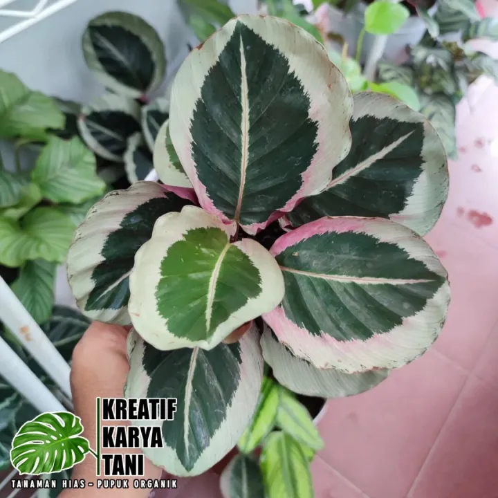 Tanaman Hias Calathea Cynthia Silver - Calathea Cynthia Marion | Lazada ...