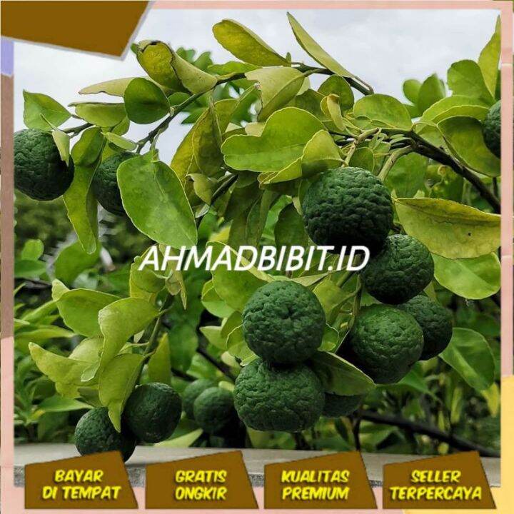 Terlaris Buah Limau Sambal Bibit Jeruk Limau Limo Sambal Berbuah ...