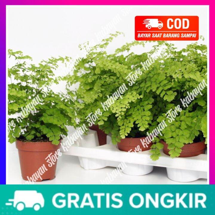TANAMAN HIAS LANGKA SUPLIR BY KABAYAN STORE | Lazada Indonesia