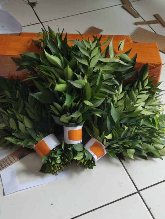 Daun salam koja segar 500 gram / daun kari / daun temurui | Lazada ...