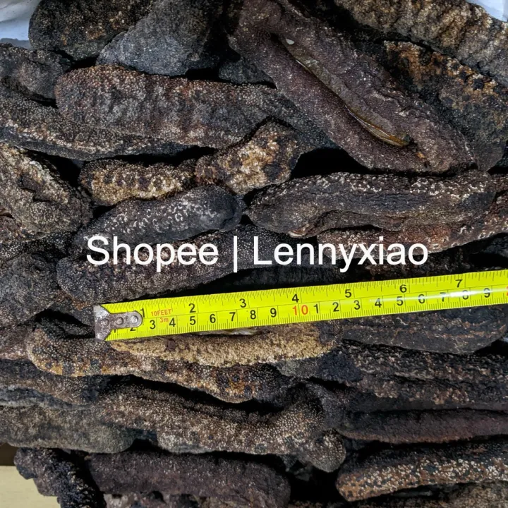 Teripang Bintik Hai Sim Hoi Sem HoiSem Haisim Sea Cucumber Trepang ...