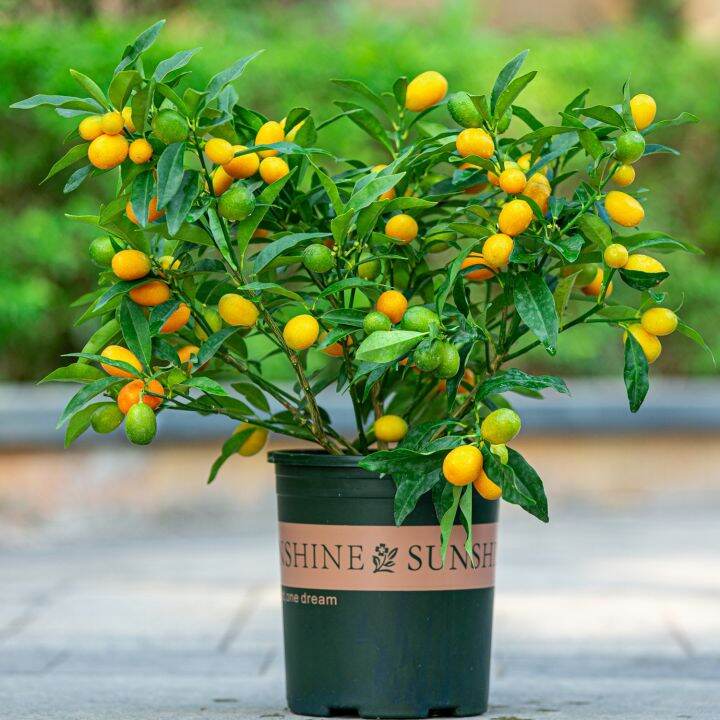 Dwarf Hybrid Variety Citrus Fruits Seeds for Planting Biji Benih Buah ...