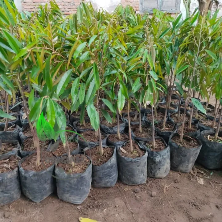 Bibit Pohon Durian Tembaga Wisata Agrotani | Lazada Indonesia