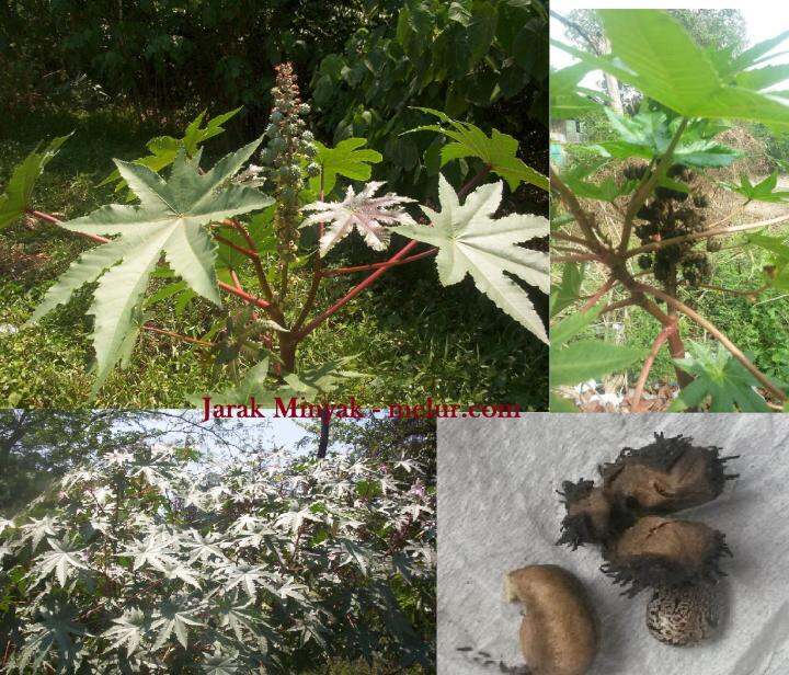 MDC- [ Herba ] ANAK POKOK Castor Oil Plant Sapling / Anak pokok jarak ...