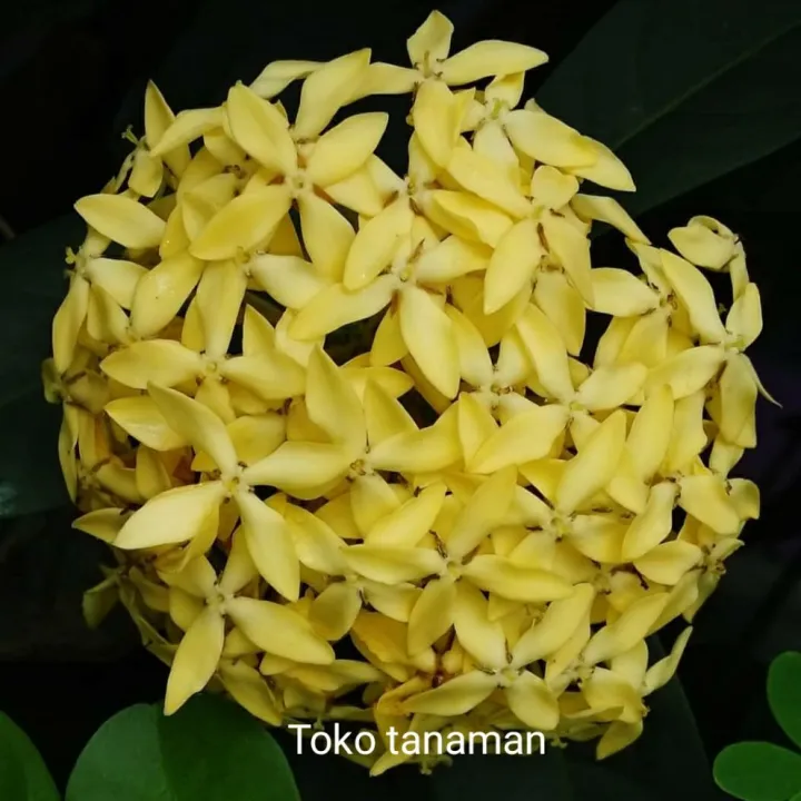 Tanaman hias hidup bunga Asoka kuning | Lazada Indonesia