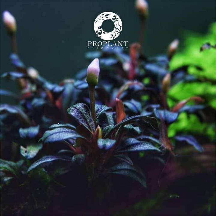 🔥Bucephalandra sp. Mini Phantom - Pot🔥 ( Aquarium / Aquascape / Low ...