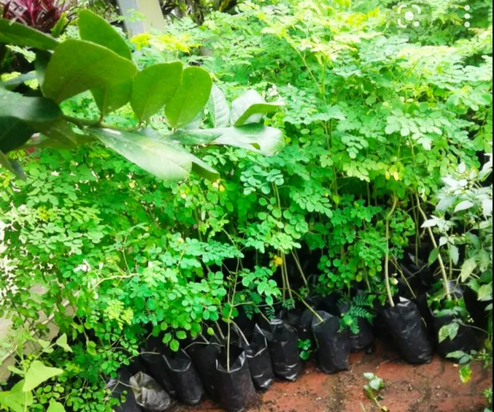 High Quality FRESH INDIA'S 10‘’ MEDICATION MORINGA PLANT / ANAK POKOK ...