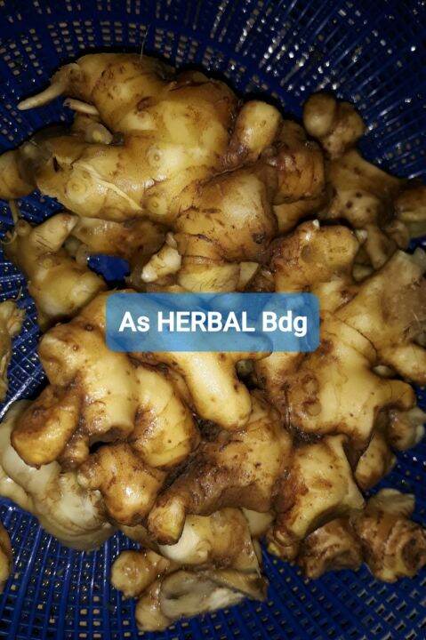 Rimpang bangle segar 250 gram | Lazada Indonesia