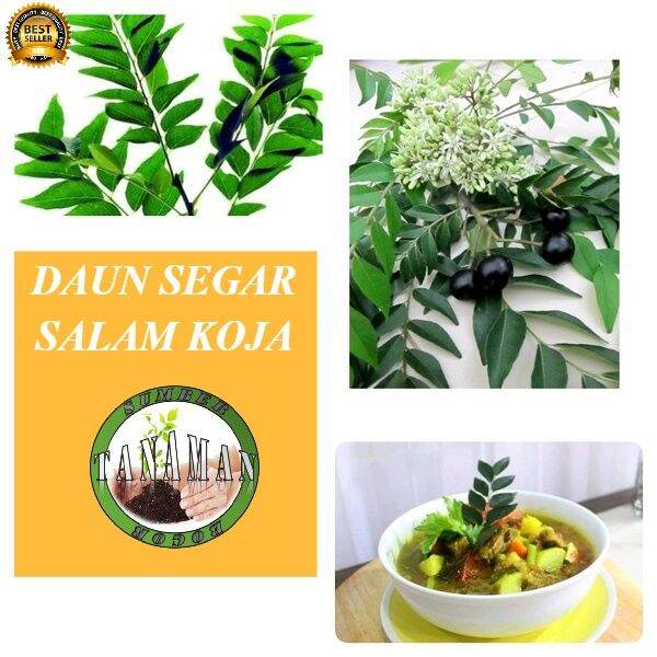 DAUN SALAM KOJA / KARI / TEMURU SEGAR 1 KG | Lazada Indonesia