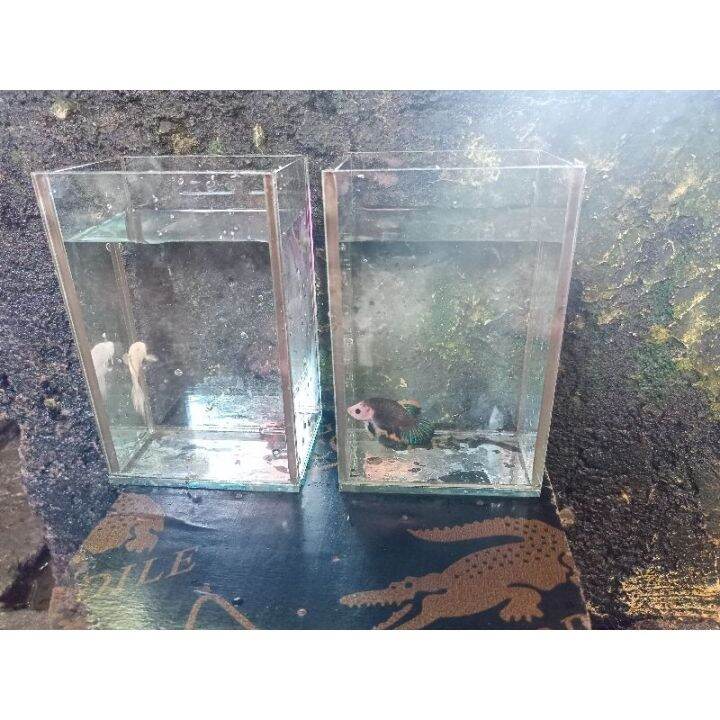 tank (glass).. | Lazada PH