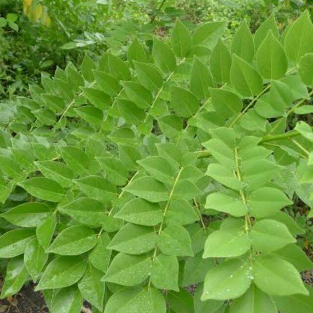 Kakwate Leaves / Madre de Cacao Leaves (fresh pick / harvest) 100grams ...