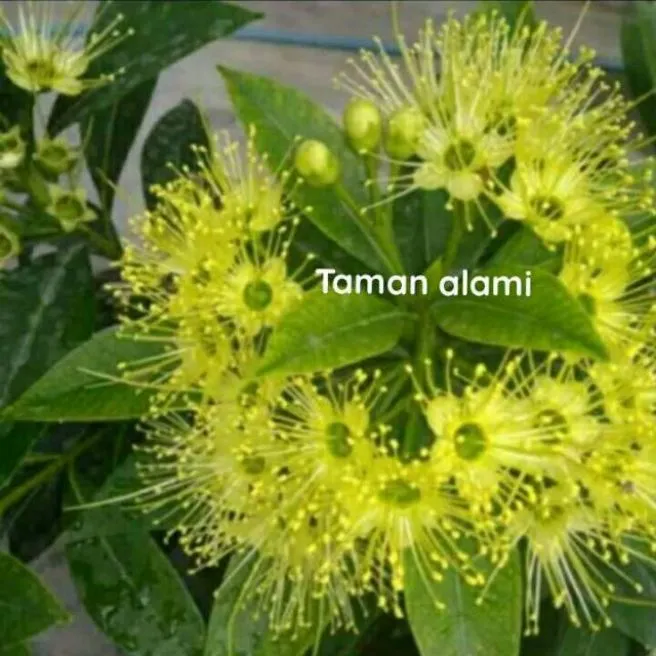 Tanaman hias bunga santos lemon kuning - pohon bunga santos lemon ...