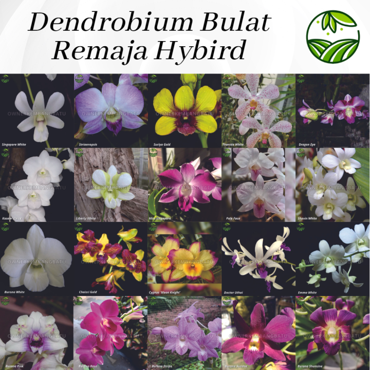Tanaman Hias Anggrek Dendrobium Remaja Bulat Koleksi Hybrid | Lazada ...