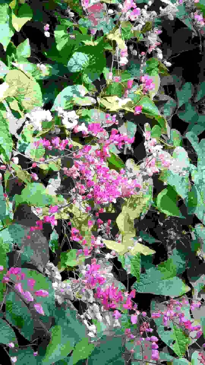 Biji benih bunga Air Mata Pengantin x 35 biji (Antigonon leptopus) AMP ...
