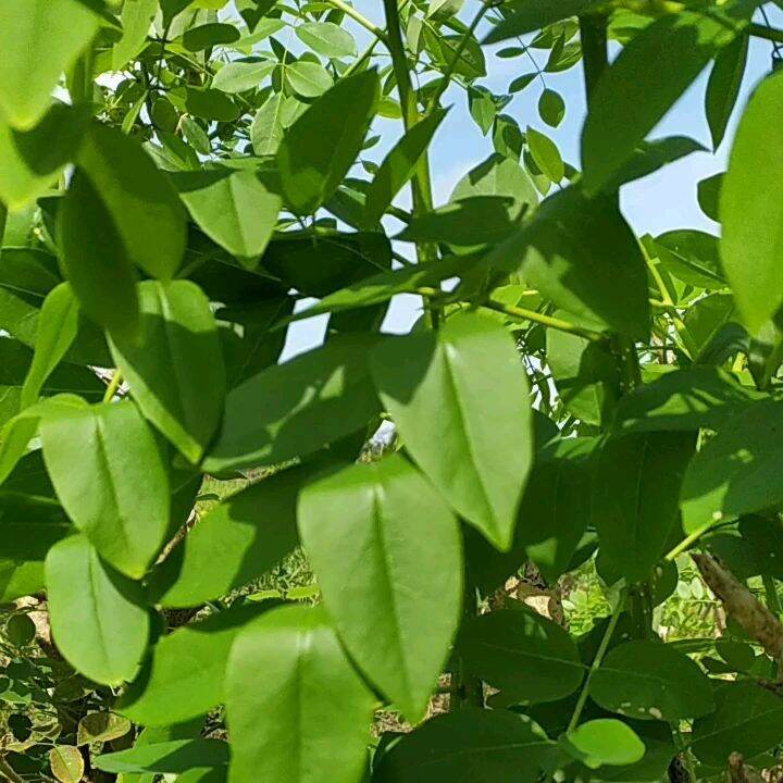 daun Kaliki herbal / 100gram | Lazada Indonesia