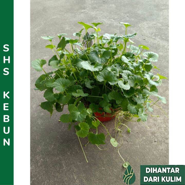 Pokok Pegaga Pennywort Herbs Pokok Outdoor Live Plant SHS Kebun | Lazada