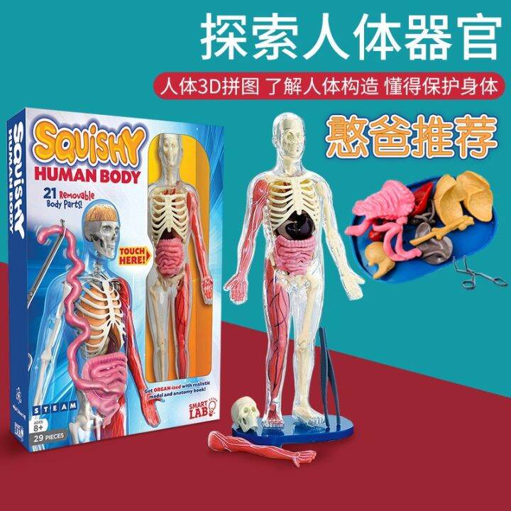 The smartlab human body skeleton model bone structure internal medicine ...