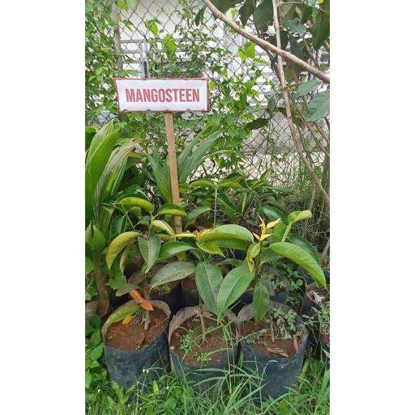 Grafted Mangosteen Fruit Bearing Tree Garcinia Mangostana | Lazada PH