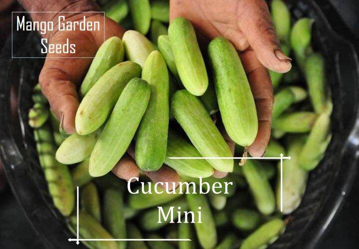Mini Cucumber Seeds - 50 Seed Tanam Pasu, Timun Kecil, Miniature ...