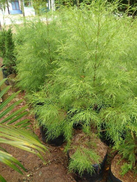 Pohon Cemara Balon 1,5 meter Tanaman Cemara angin | Lazada Indonesia