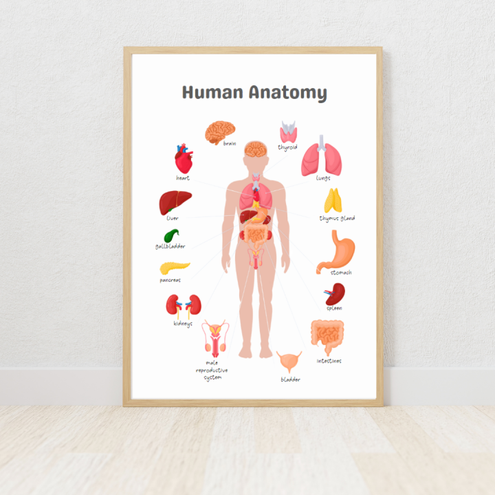 A3 or A4 Laminated Educational Posters, Body system, Human Anatomy ...