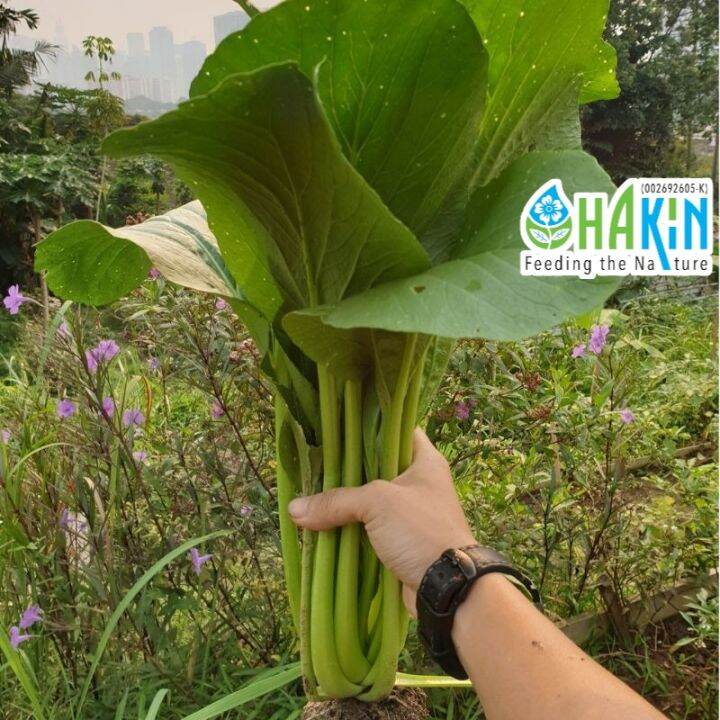 Cameron Choy Sum Seeds ¦ Benih Sawi Hijau Cameron 110g ± 60k seeds ...