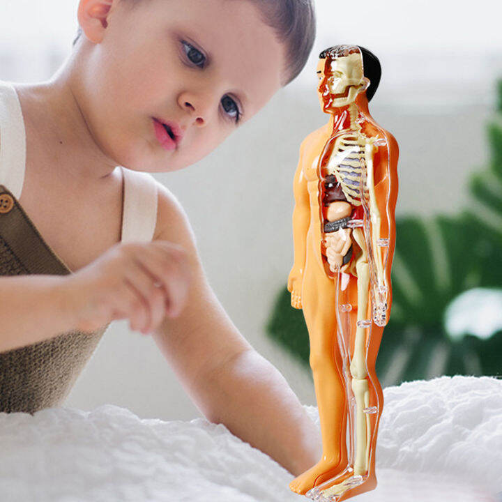 Physical Toys Interactive Human Body Model for Kids Learn Anatomy ...