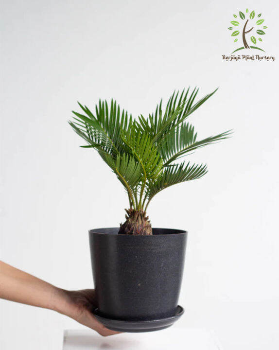 Berjaya Plant Nursery - Sago Palm/Cycas Revoluta(Pokok Bunga Hidup ...