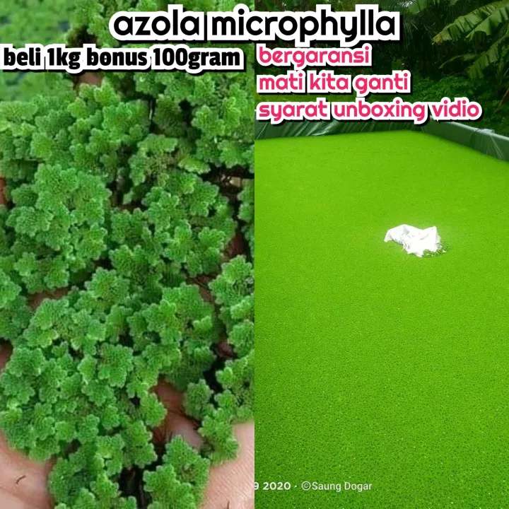 azolla microphyla 100gram pakan alternatif | Lazada Indonesia