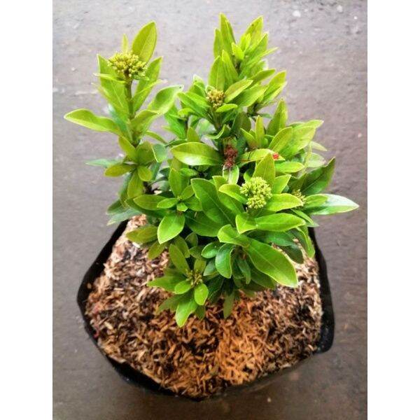 Scented Pink Yellow Tall Santan and Pink Dwarf Santan Varieties | Lazada PH