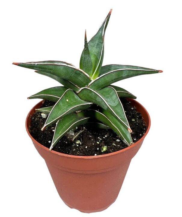 Sansevieria Lavranos/ Samurai/ Blue Kew/ Somalia Sanseveria Snake plant ...