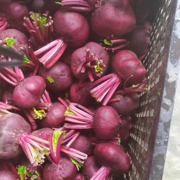 Sayur Segar Buah Bit / Beet Root 250gr / 1kg | Lazada Indonesia