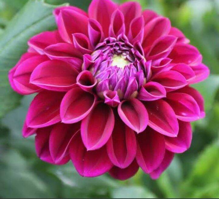 Dahlia Fuschia Flower Seeds High Germination with “Freebies” | Lazada PH