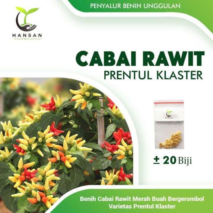 20 Bibit Cabe Rawit Prentul Klaster Benih Cabai Rawit Merah Viral ...