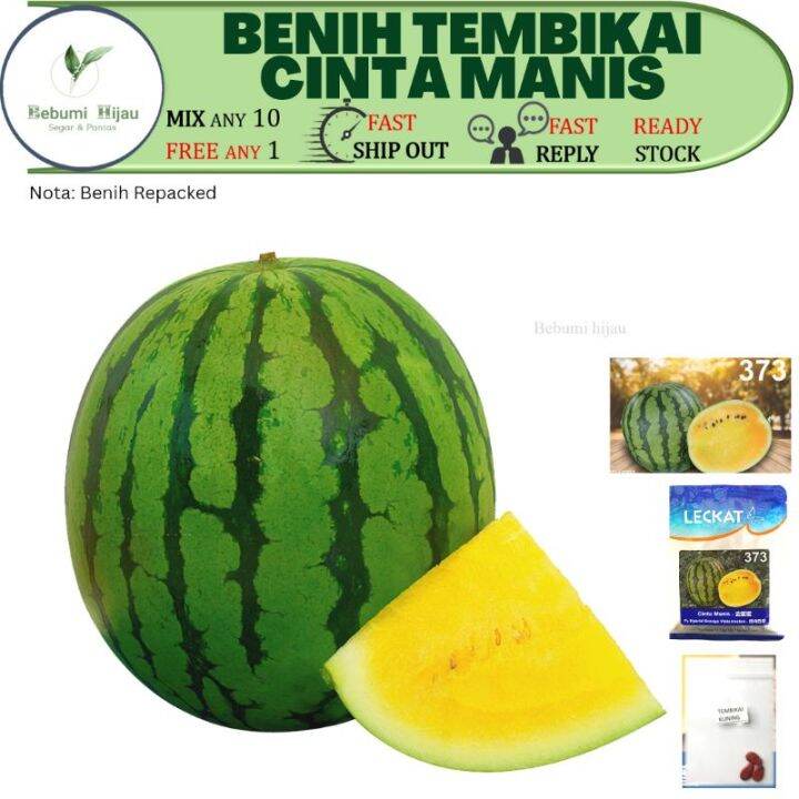 3 biji benih TEMBIKAI KUNING Cinta Manis F1 HYBRID watermelon seeds ...