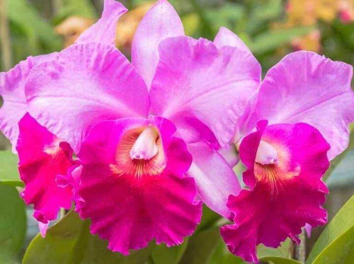 30 เมล็ดพันธุ์ เมล็ดกล้วยไม้ แคทลียา (Cattleya Orchids) Orchid flower ...