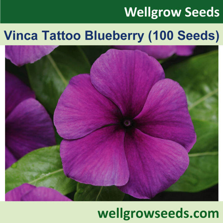 Vinca Tattoo Blueberry (100 sds) Flower Seeds Wellgrow Seeds | Lazada