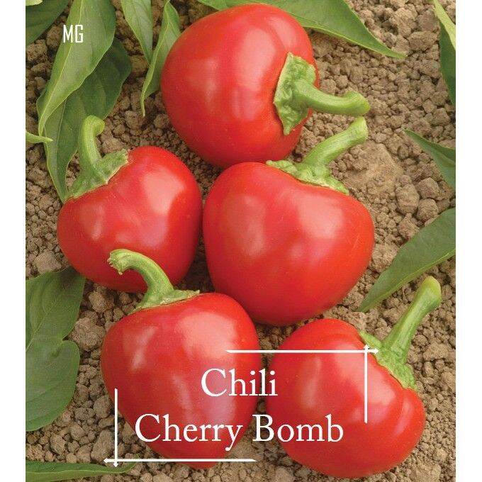*Rare* Cherry Bomb Chili Pepper Seeds *Pot Friendly* Tanam Pasu, Biji ...