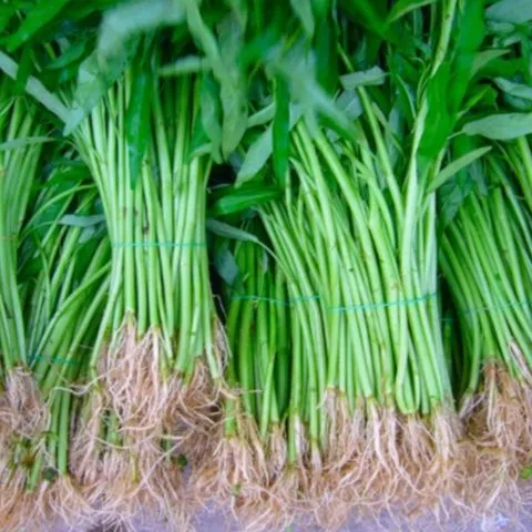 FAMILIFE (50 seeds) Upland Kangkong/Water Spinach Planting Seeds ...