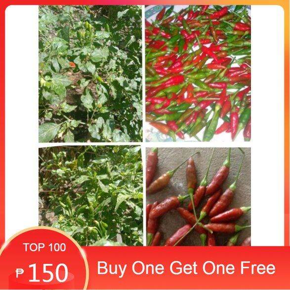 [Buy One Get One Free] Fresh Native Siling Labuyo Seed (Wild Sili 15 ...