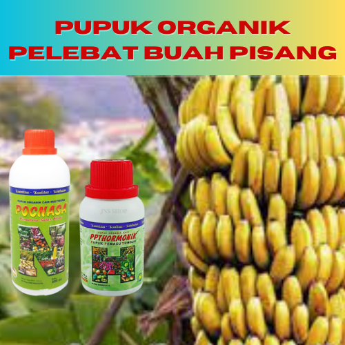 Pupuk Penyubur Pohon Pisang Pupuk Pembesar Buah Pisang Pupuk Pelebat Buah Pisang Pupuk Pisang ...