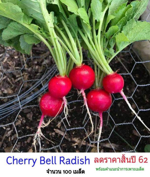 Radish Cherry Bell 80-90 Seeds เรดิช เชอรี่เบลล์ พร้อมคำแนะนำการเพาะ ...